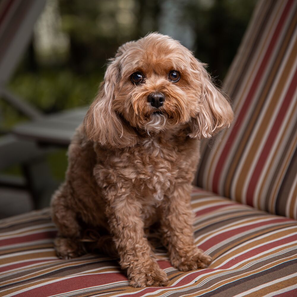 Homepage - CopperDog